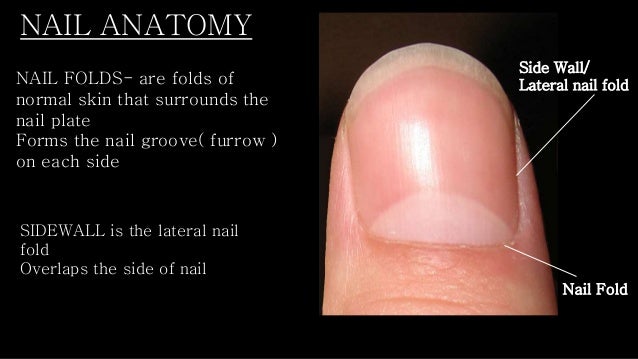Milady nail structure Milady nail structure
