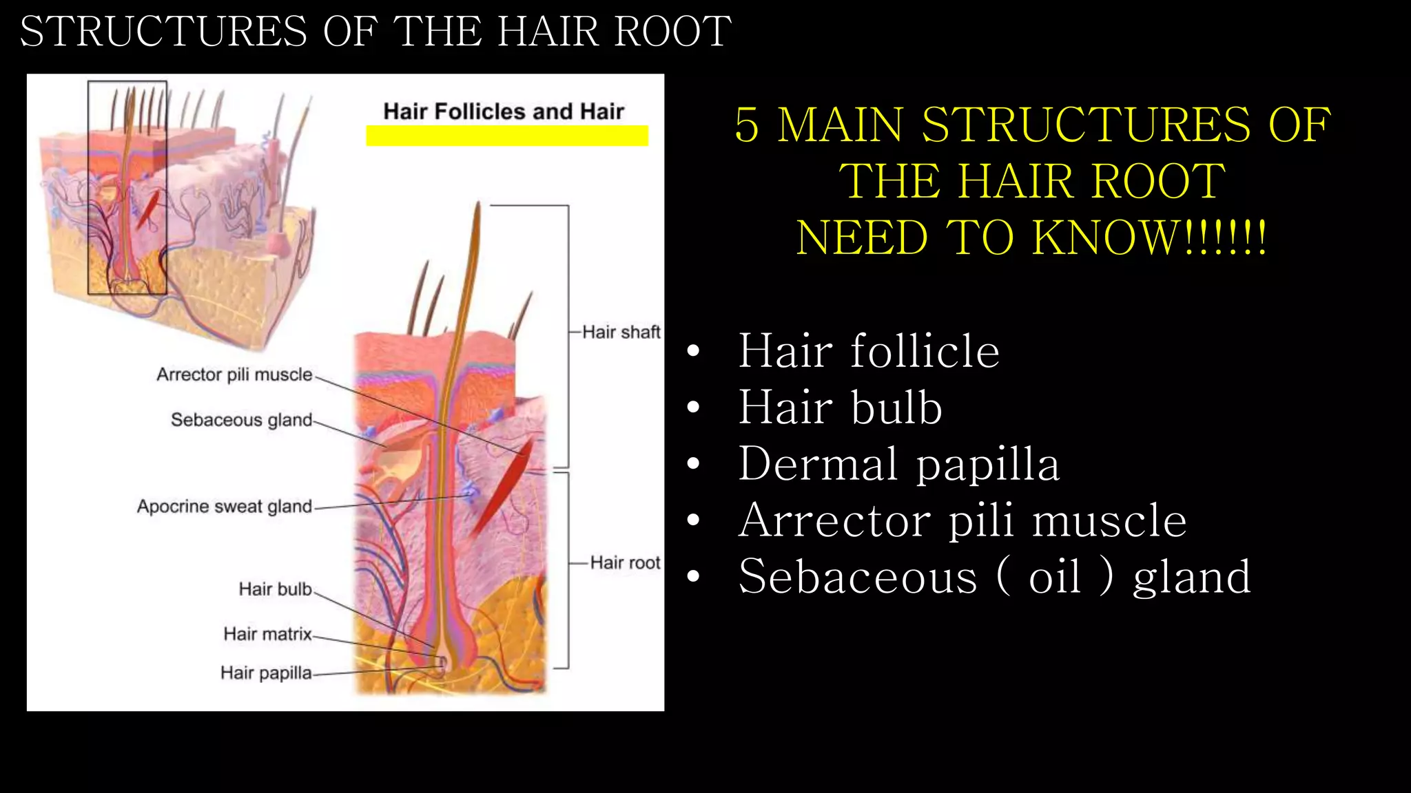 Milady properites of the hair and scalp updated | PPTX