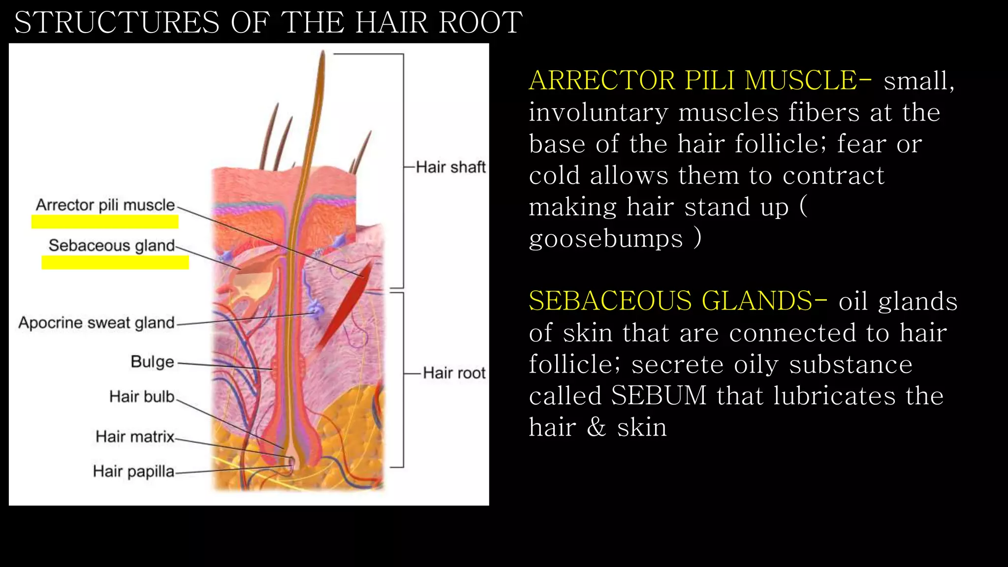 Milady properites of the hair and scalp updated | PPTX