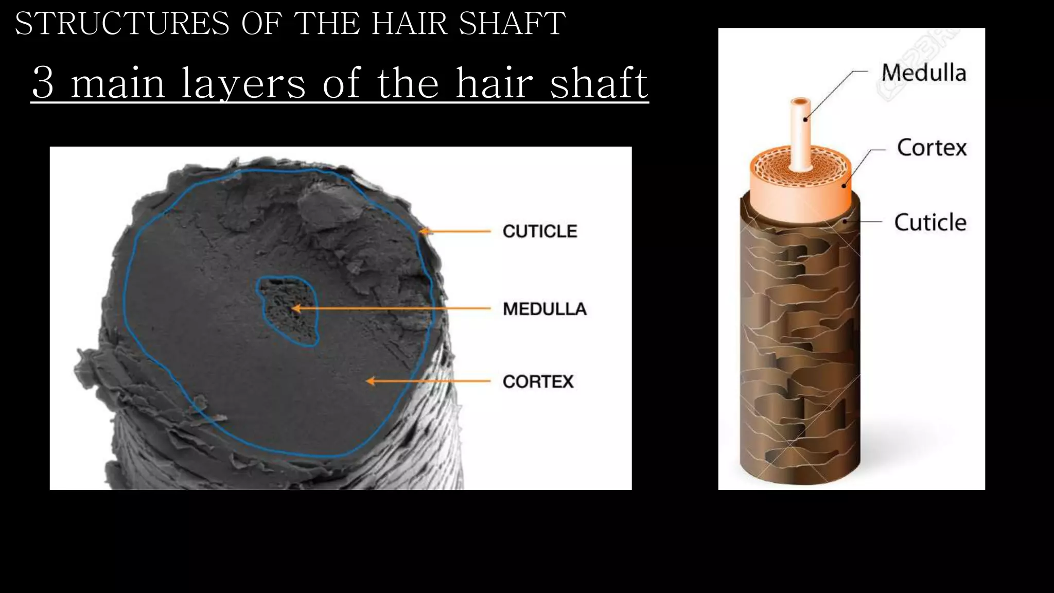 Milady properites of the hair and scalp updated | PPTX