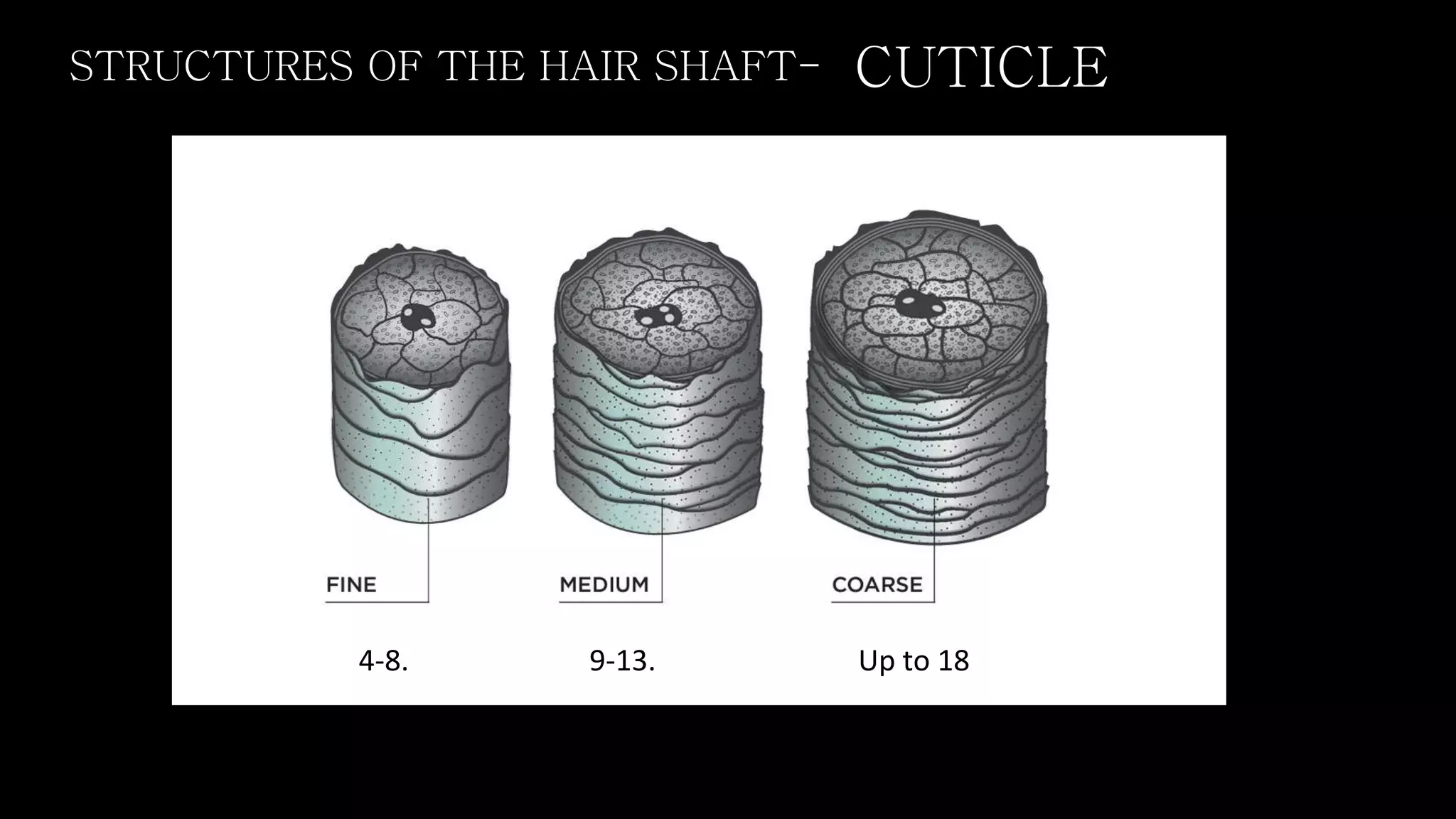 Milady properites of the hair and scalp updated | PPTX