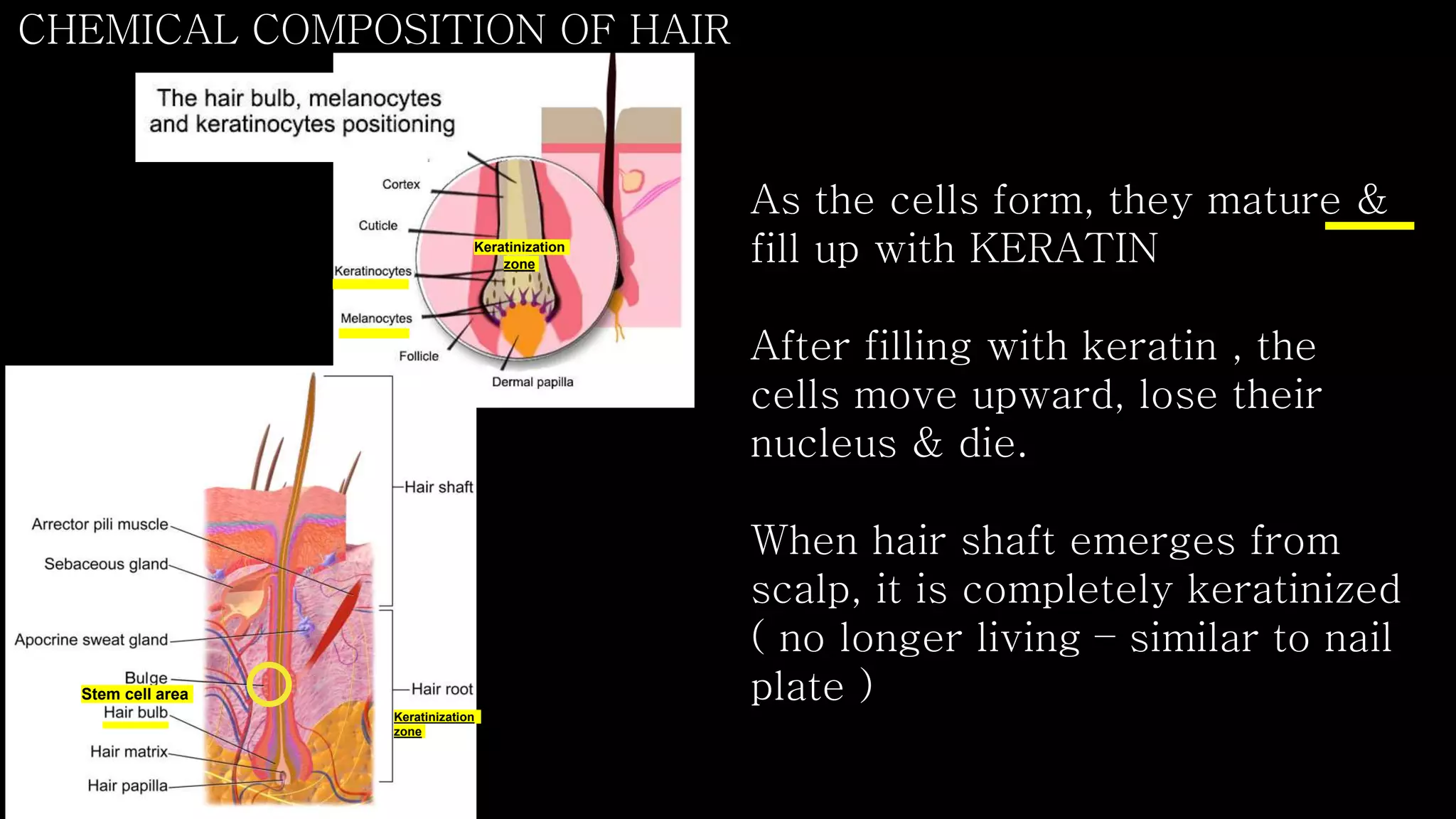 Milady properites of the hair and scalp updated | PPTX