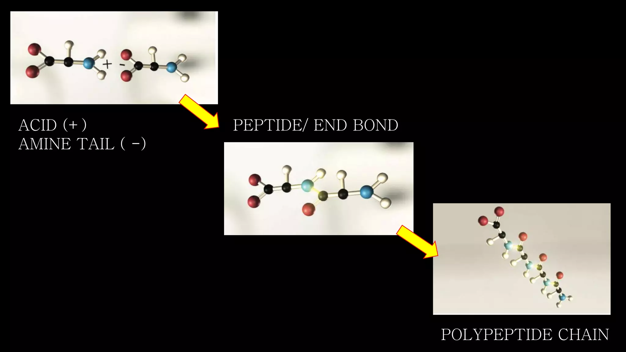 Milady properites of the hair and scalp updated | PPTX