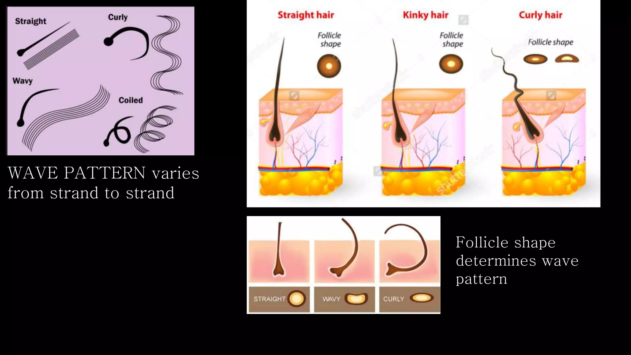 Milady properites of the hair and scalp updated | PPTX