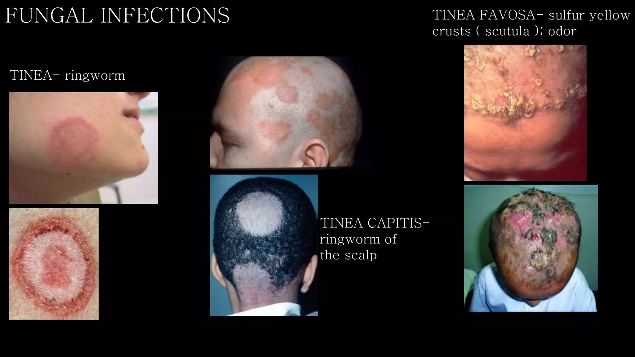 Milady properites of the hair and scalp updated | PPTX