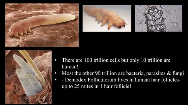 Milady properites of the hair and scalp updated | PPTX