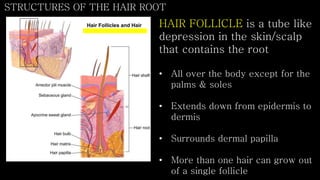 Hair Structure Diagram Milady