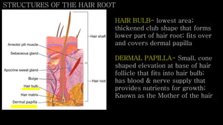 Hair Structure Diagram Milady