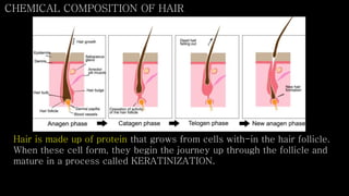 Hair Structure Diagram Milady