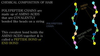 Polypeptide Chain In Hair