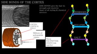 Polypeptide Chain In Hair