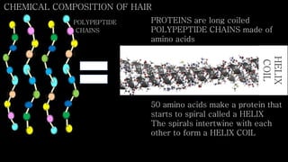 Polypeptide Chain In Hair