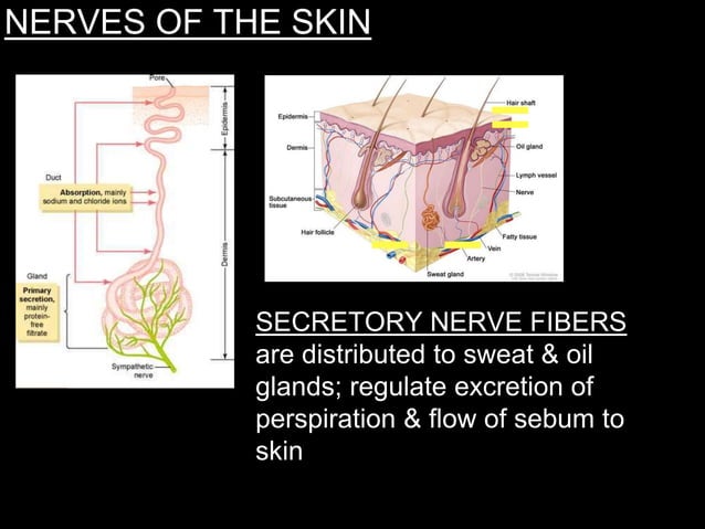Milady skin structure, growth, nutrition | PPTX