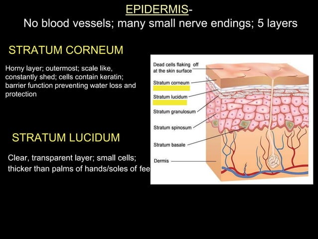 Milady skin structure, growth, nutrition | PPT