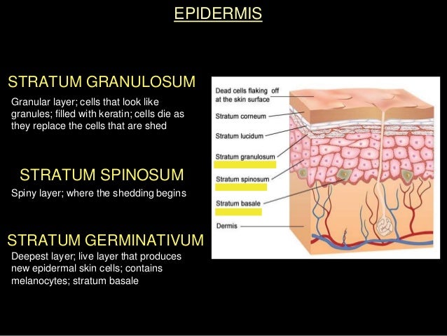 Milady skin structure, growth, nutrition