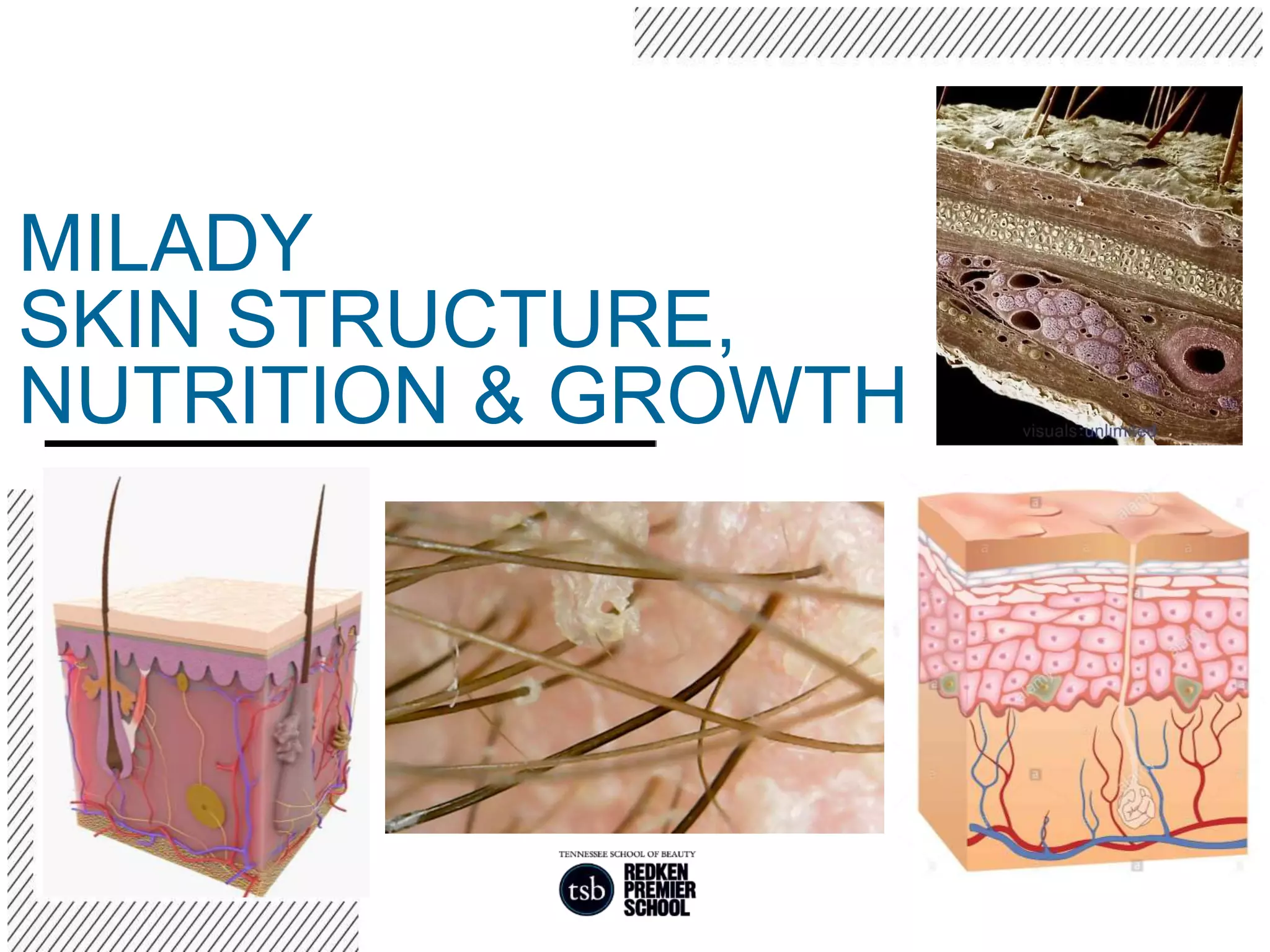 Milady skin structure, growth and nutrition | PPTX