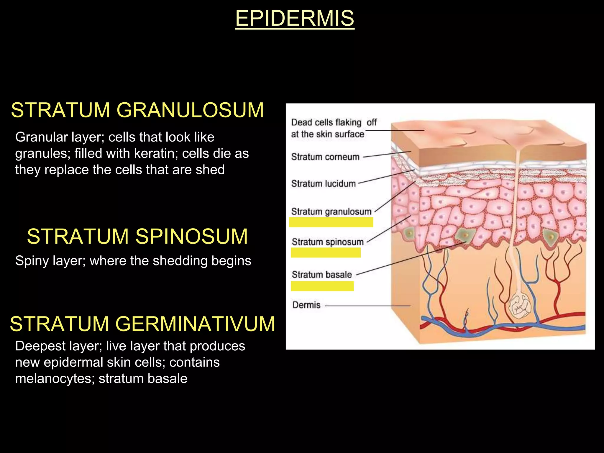 Milady skin structure, growth and nutrition | PPTX