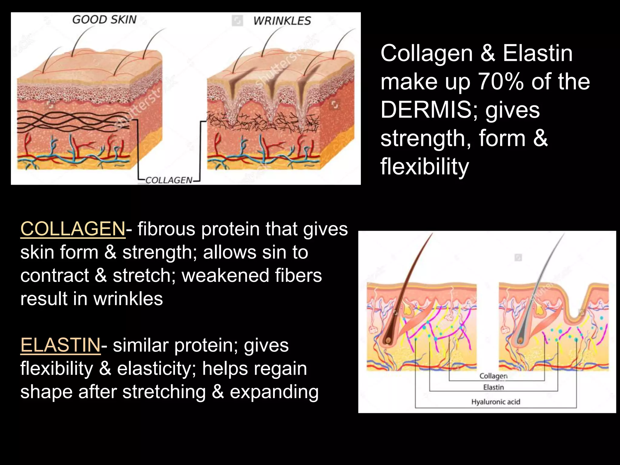 Milady skin structure, growth and nutrition | PPTX