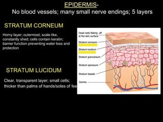 Milady skin structure, growth and nutrition | PPTX