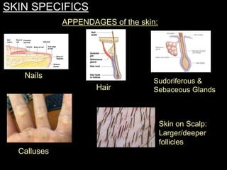 Milady skin structure, growth and nutrition | PPTX