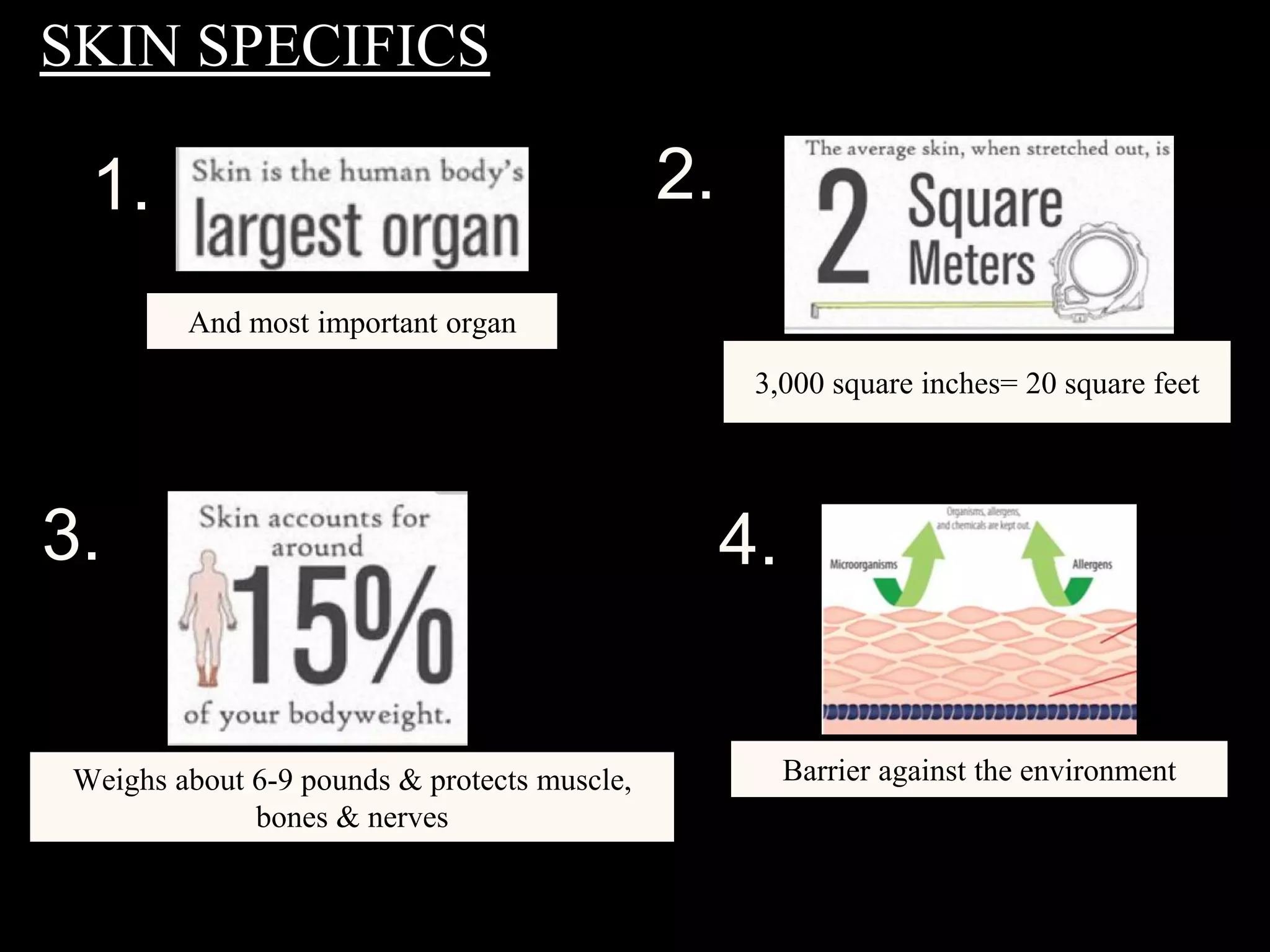 Milady Ch7 Skin Structure, Growth, Nutrition UPDATED | PPTX