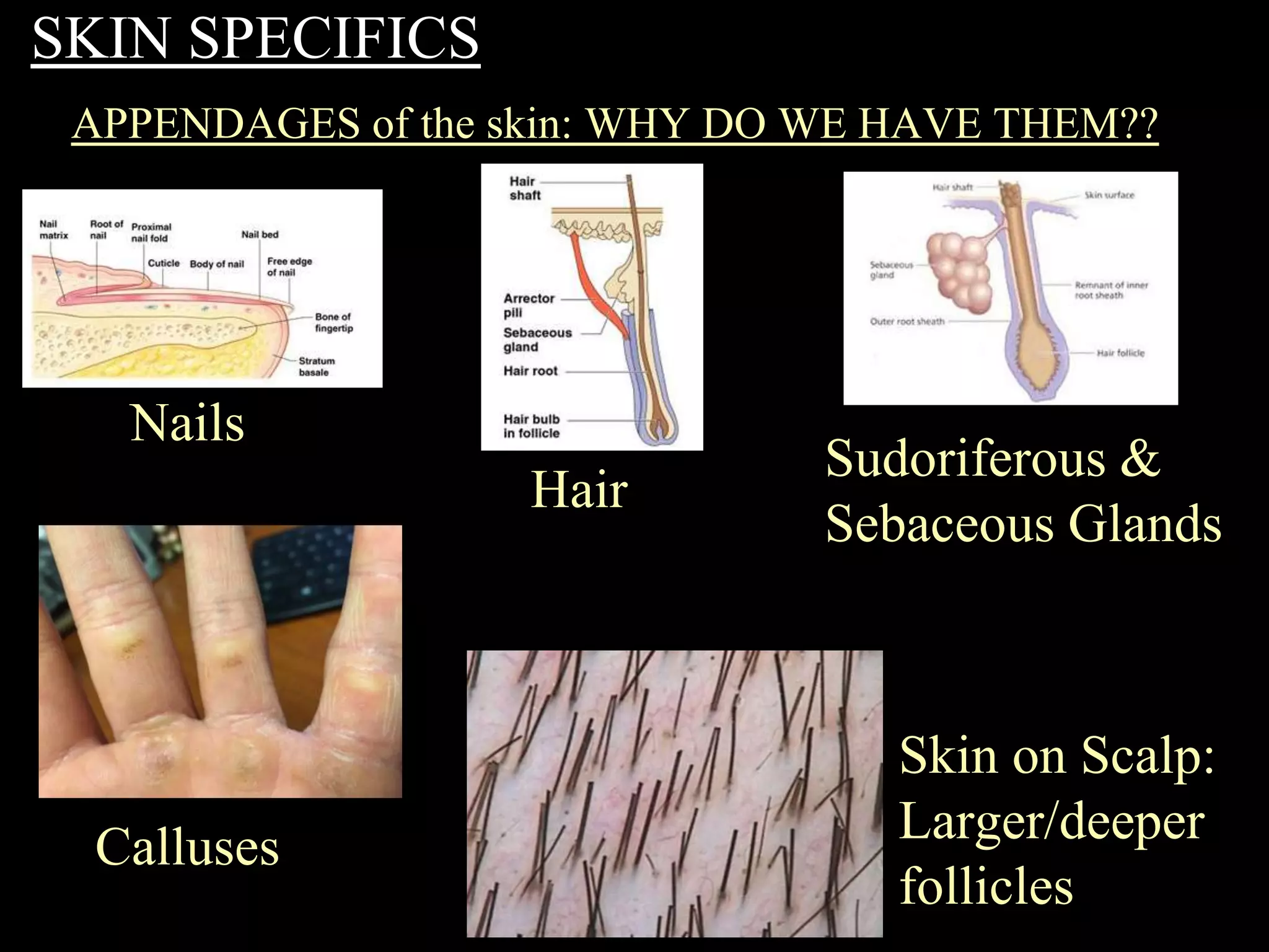 Milady Ch7 Skin Structure, Growth, Nutrition UPDATED | PPTX