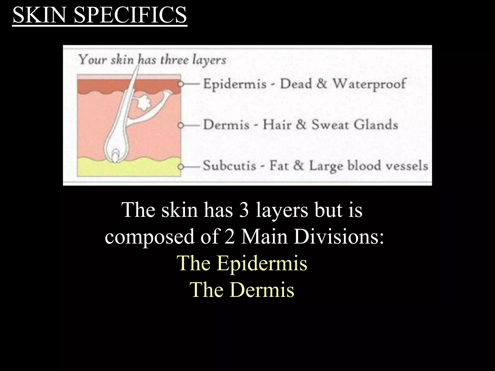 Milady Ch7 Skin Structure, Growth, Nutrition UPDATED | PPTX