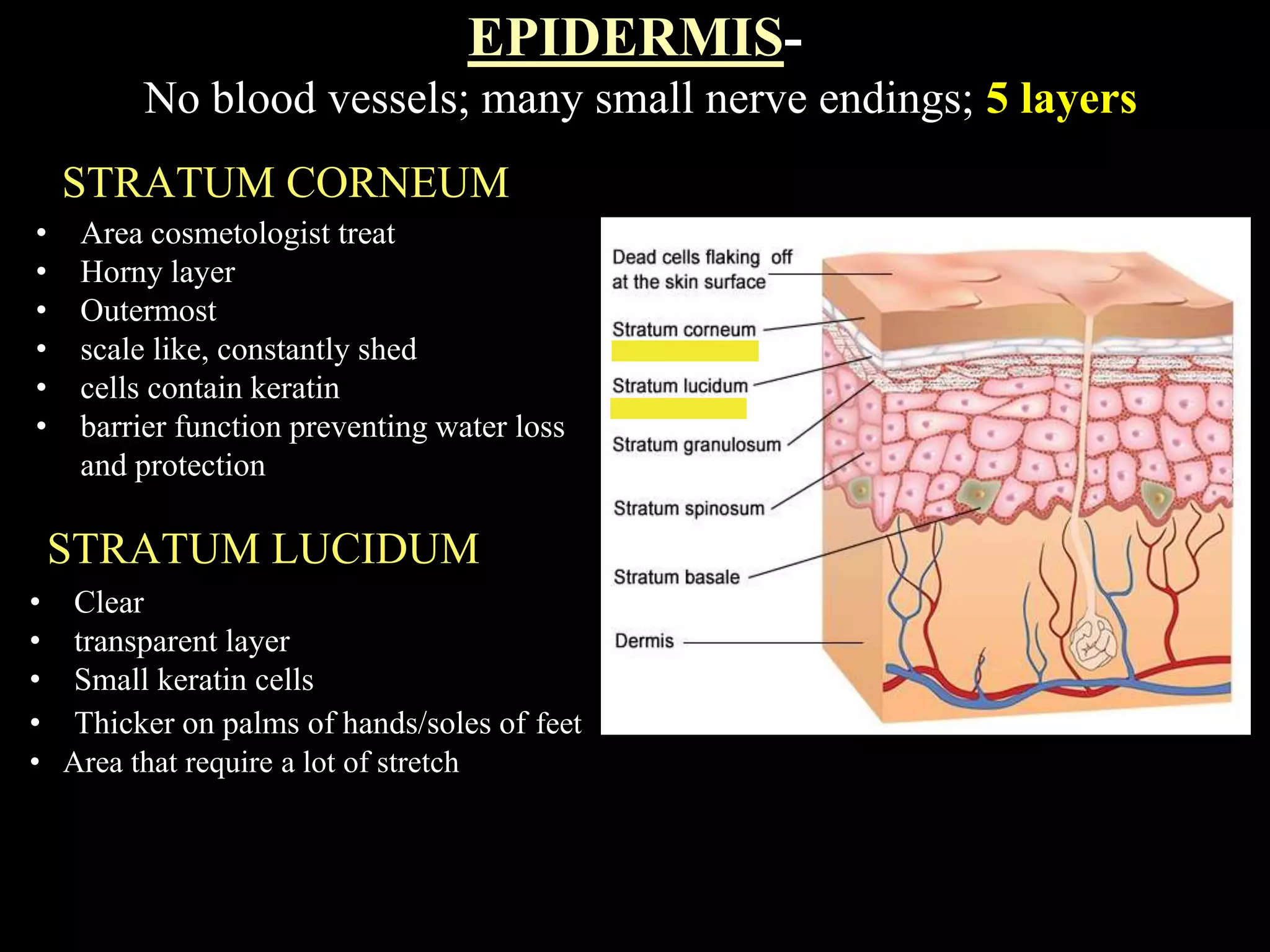 Milady Ch7 Skin Structure, Growth, Nutrition UPDATED | PPTX