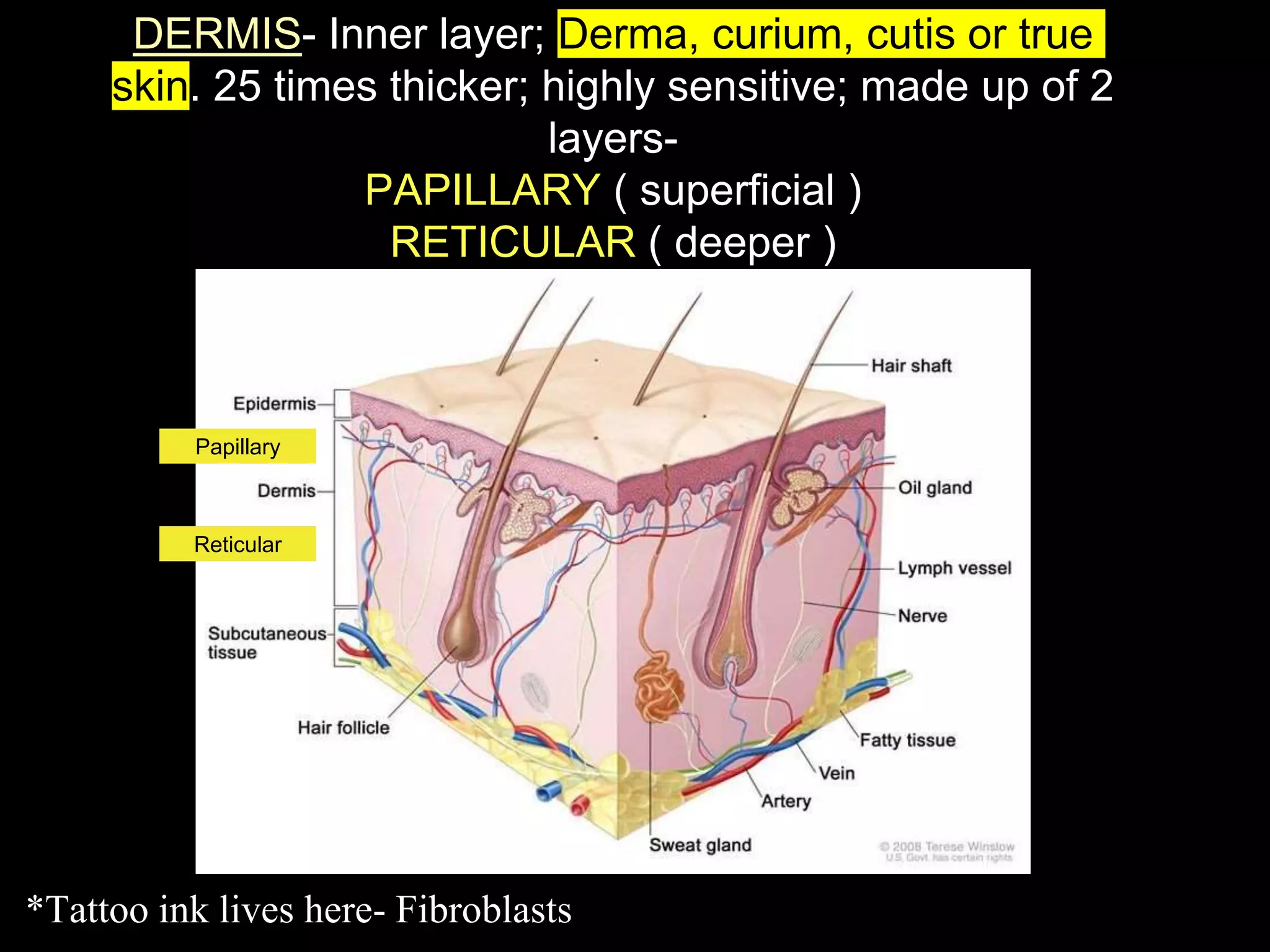 Milady Ch7 Skin Structure, Growth, Nutrition UPDATED | PPTX