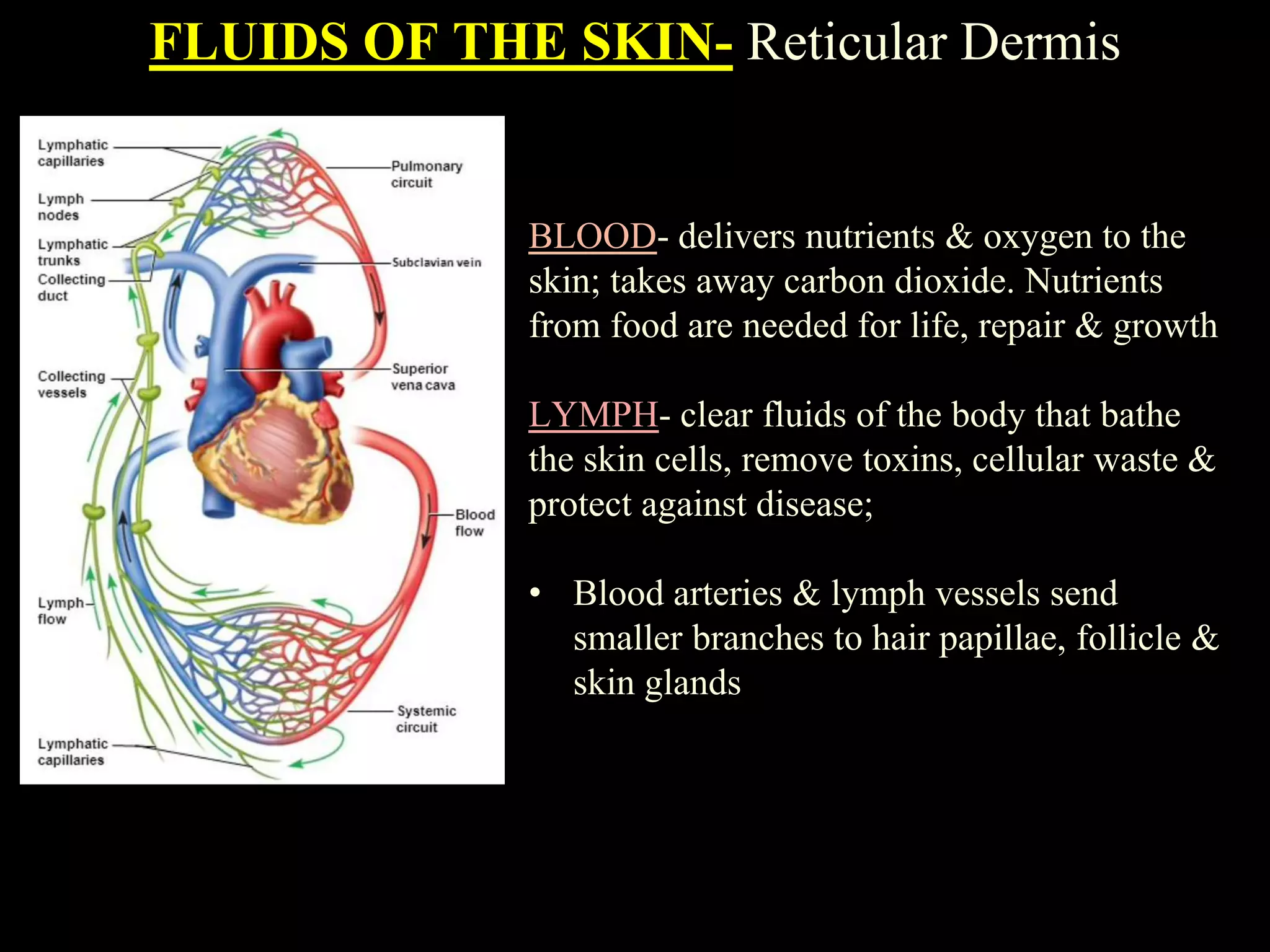 Milady Ch7 Skin Structure, Growth, Nutrition UPDATED | PPTX