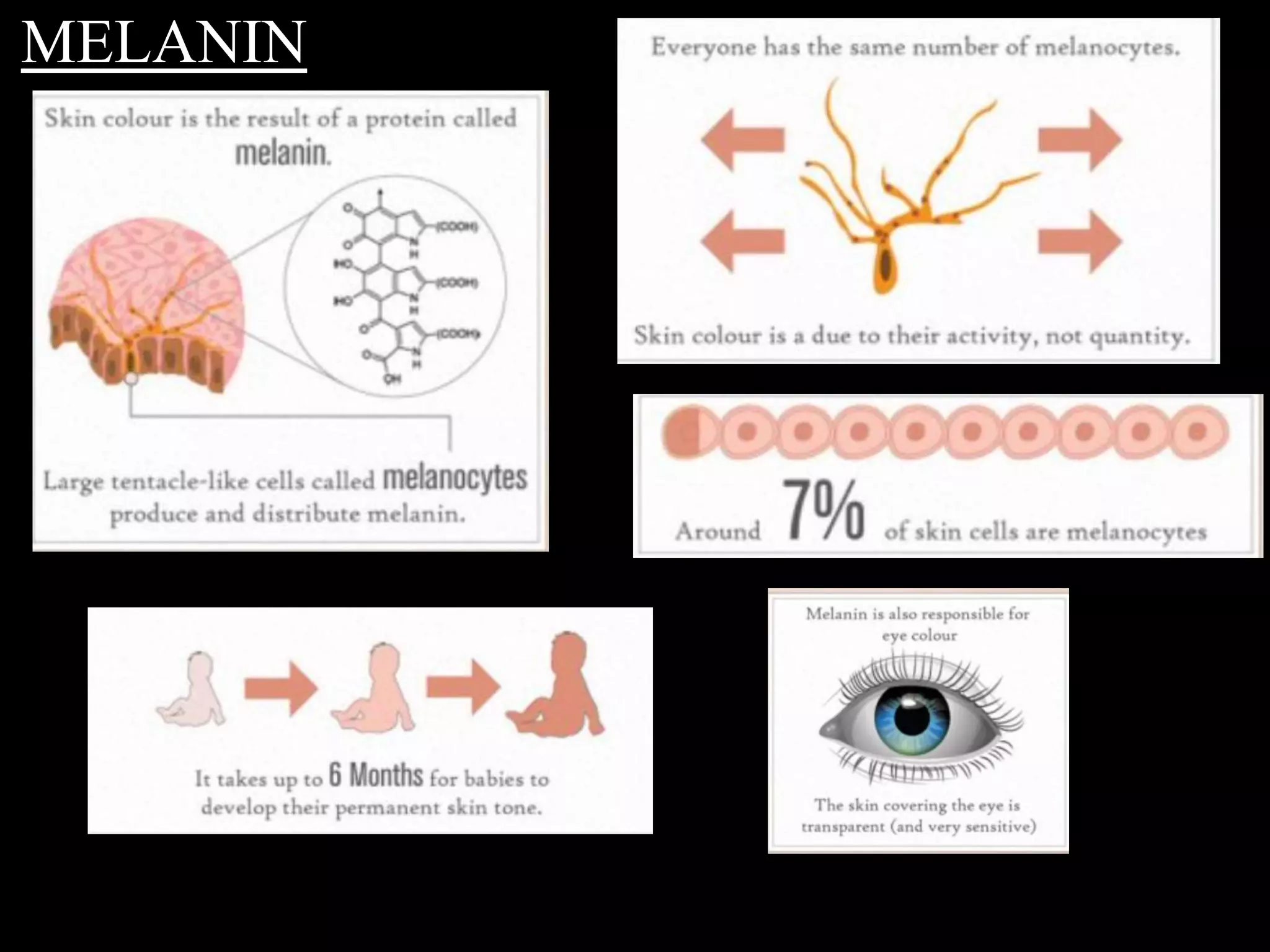 Milady Ch7 Skin Structure, Growth, Nutrition UPDATED | PPTX