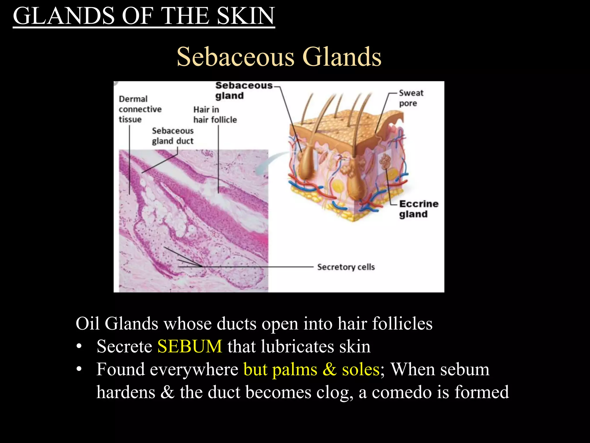 Milady Ch7 Skin Structure, Growth, Nutrition UPDATED | PPTX