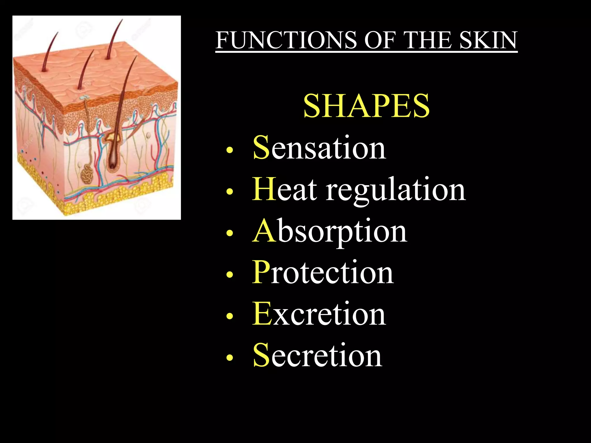 Milady Ch7 Skin Structure, Growth, Nutrition UPDATED | PPTX