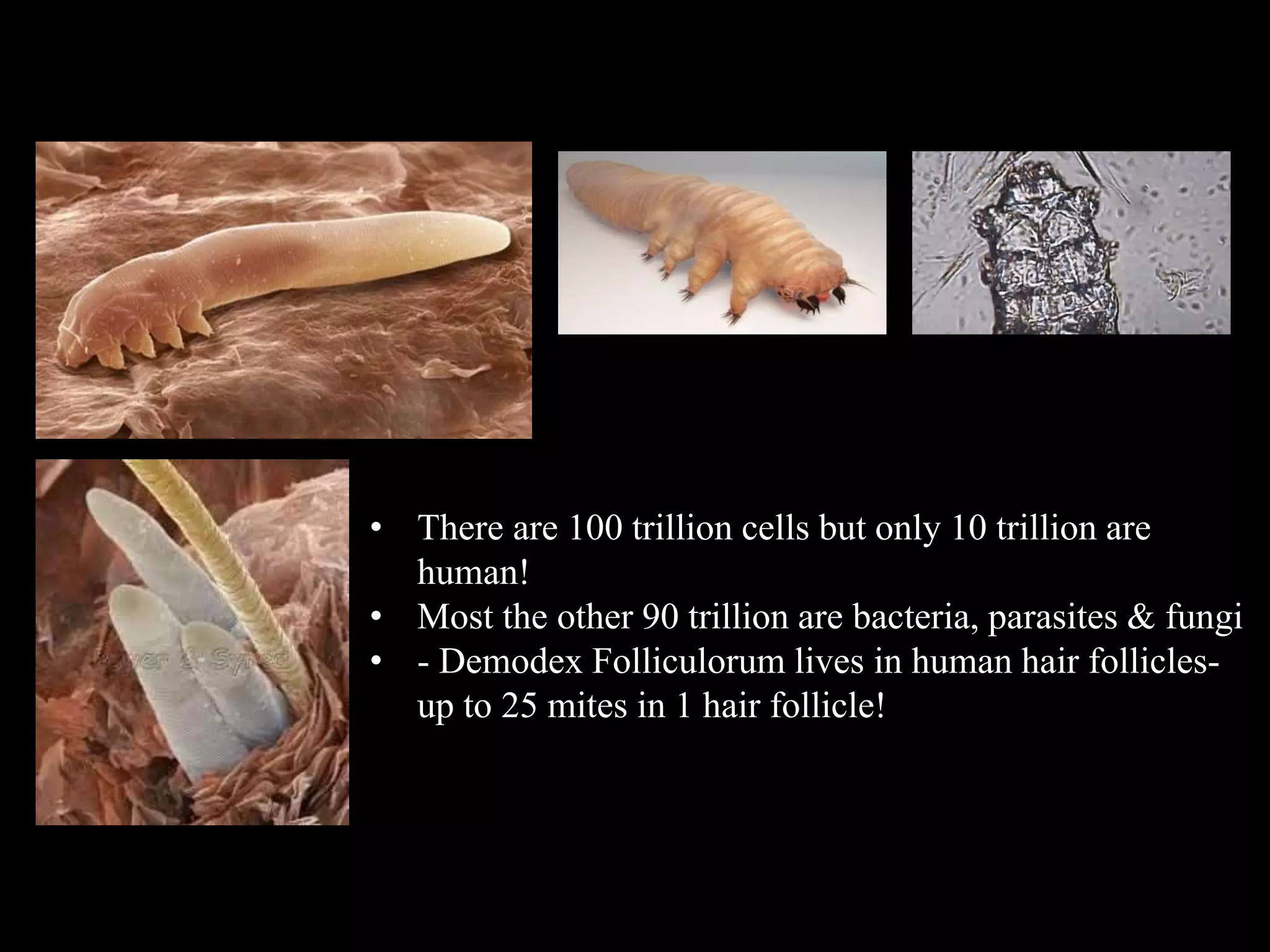 Milady Ch7 Skin Structure, Growth, Nutrition UPDATED | PPTX