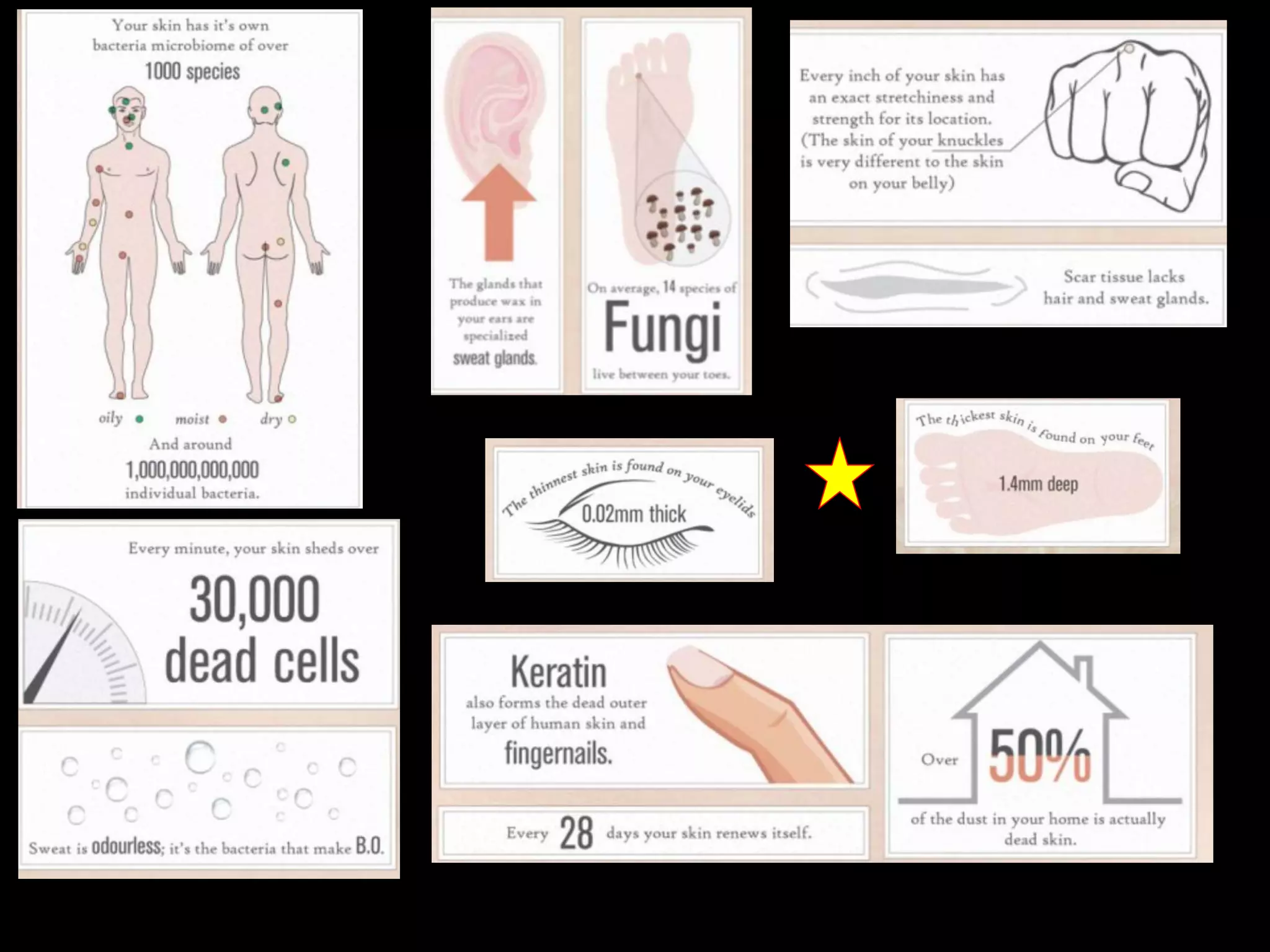 Milady Ch7 Skin Structure, Growth, Nutrition UPDATED | PPTX