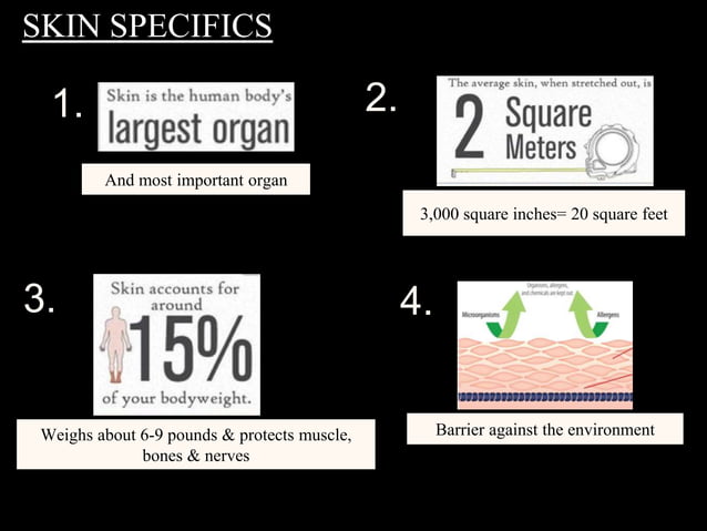 Milady Ch7 Skin Structure, Growth, Nutrition UPDATED | PPTX | Skin and ...