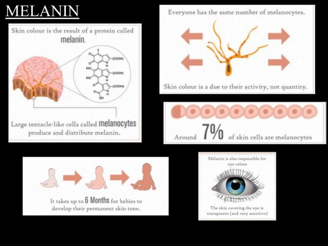 Milady Ch7 Skin Structure, Growth, Nutrition UPDATED | PPTX | Skin and ...