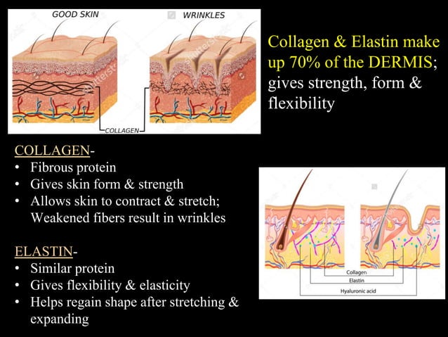 Milady Ch7 Skin Structure, Growth, Nutrition UPDATED | PPTX | Skin and ...