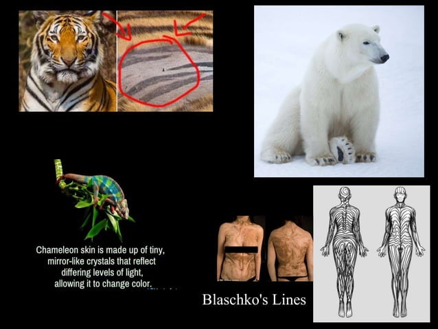 Milady Ch7 Skin Structure, Growth, Nutrition UPDATED | PPTX | Skin and ...