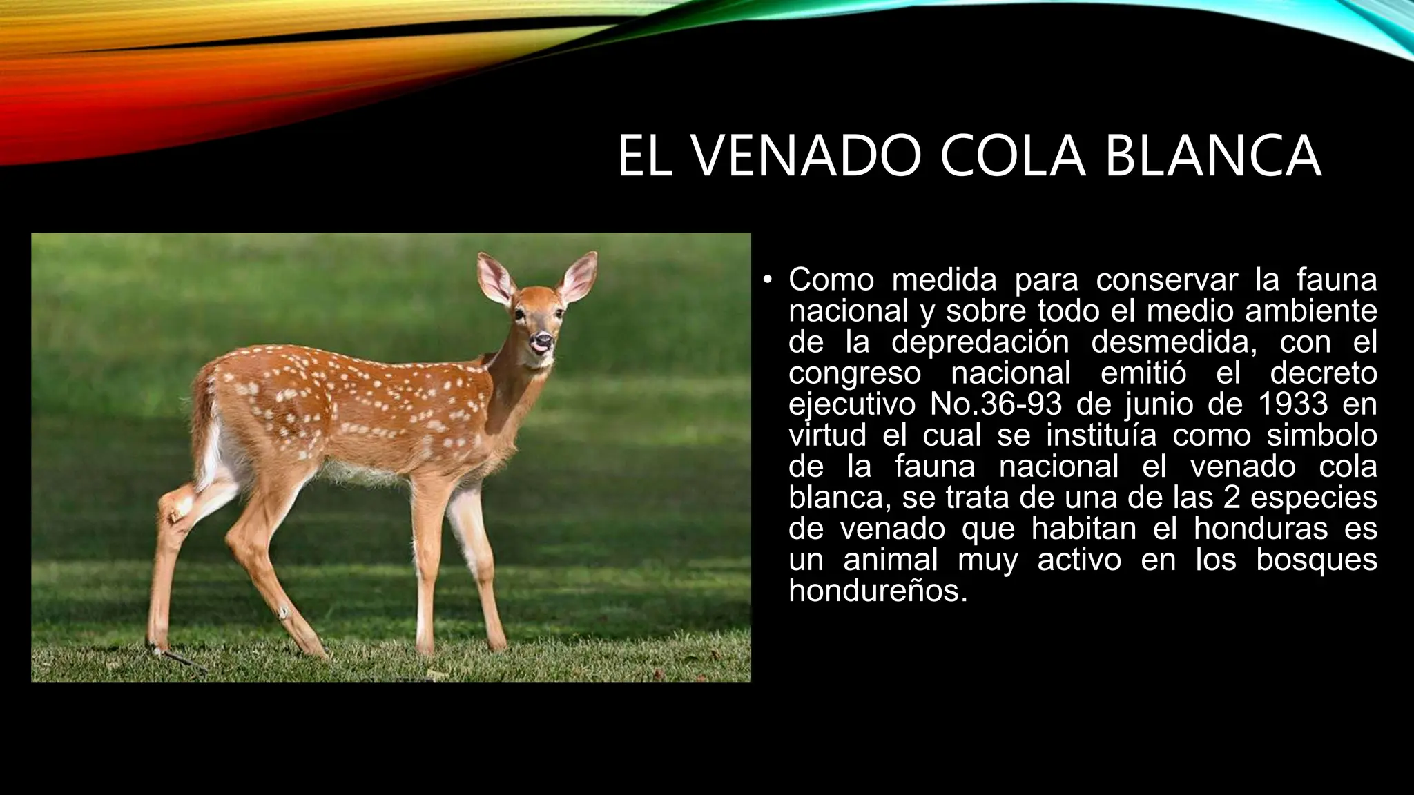 los Simbolos mayores y menores de honduras.pptx