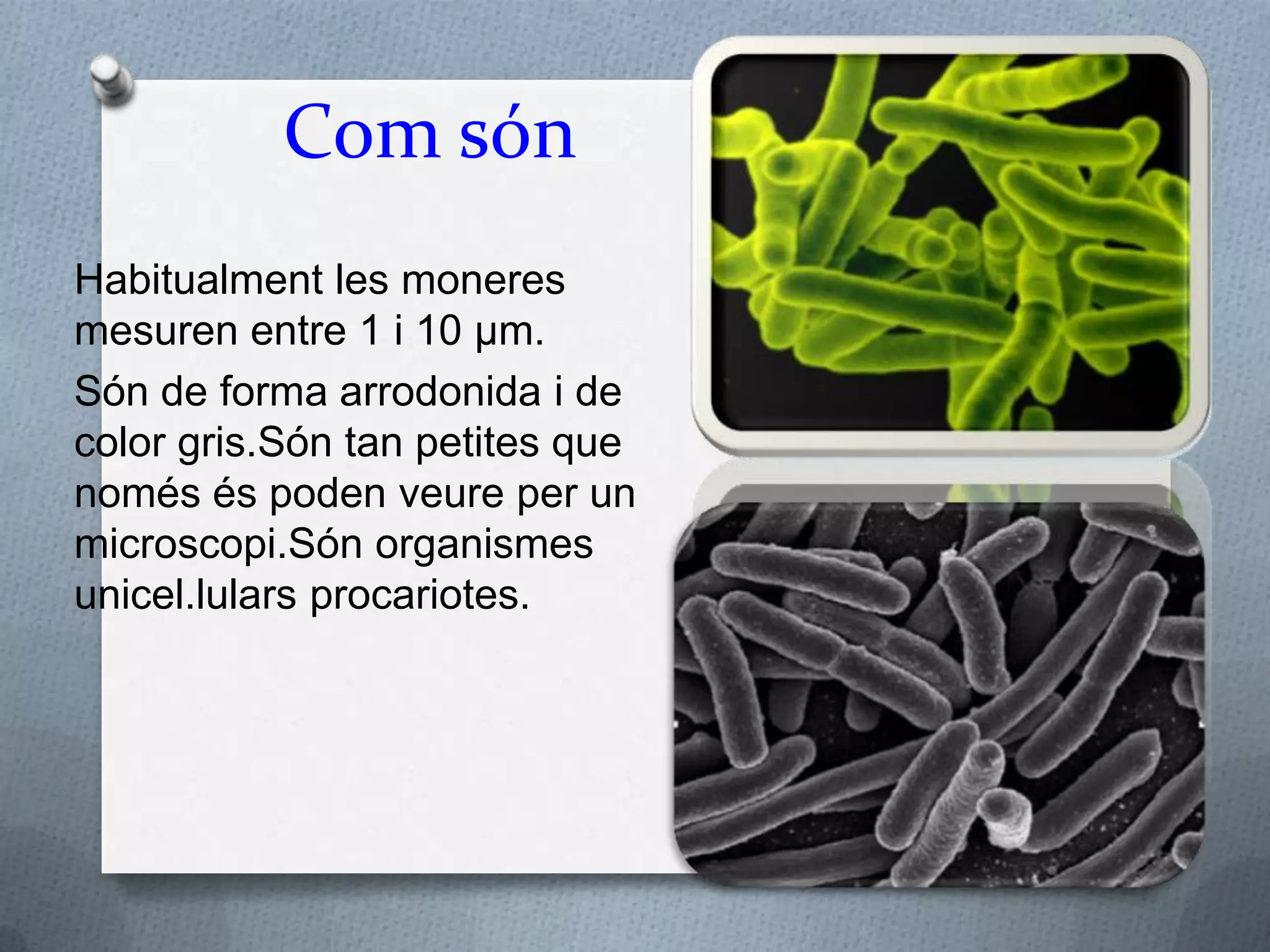 Milena i bouziane les moneres | PPT