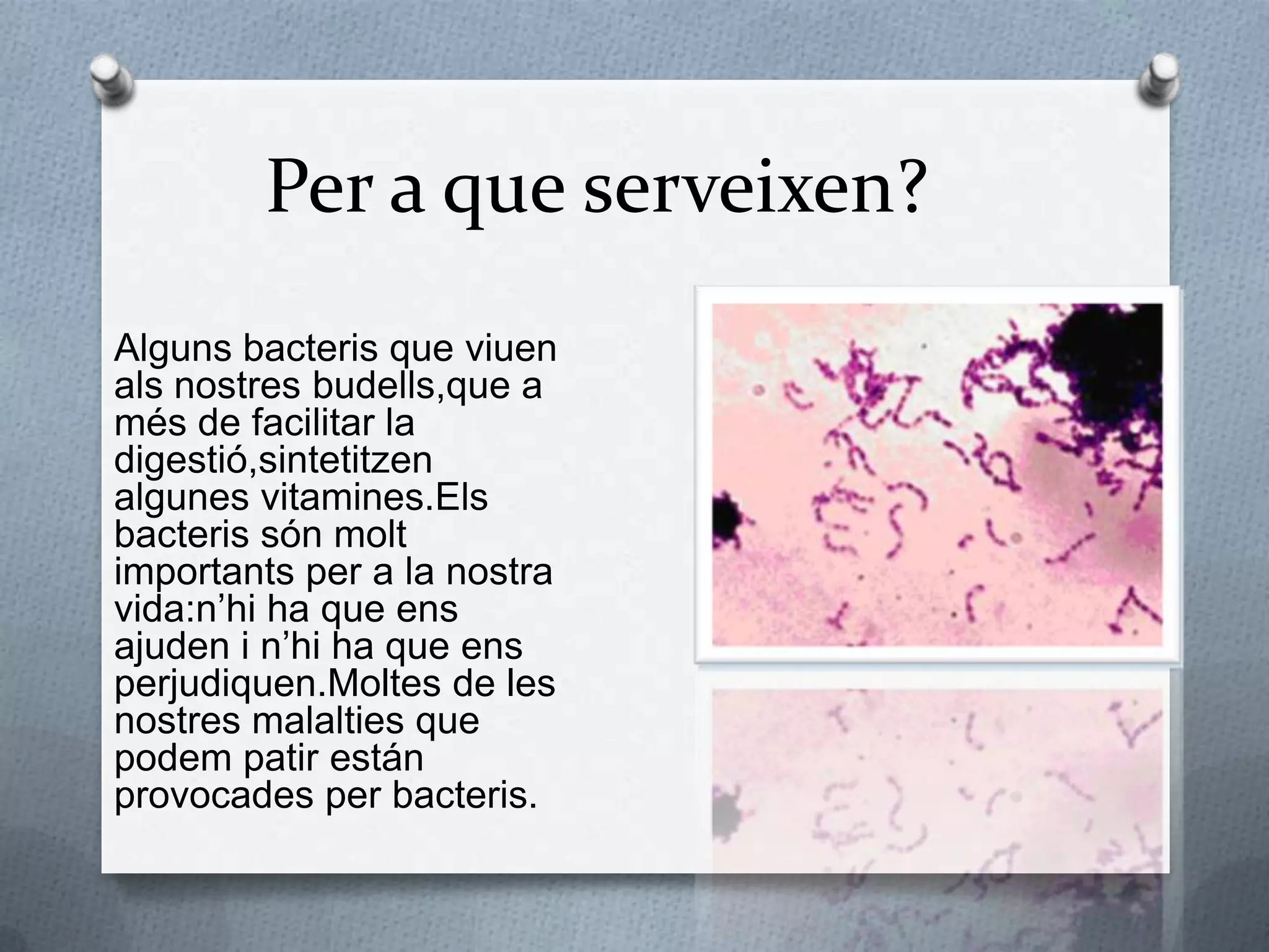 Milena i bouziane les moneres | PPT