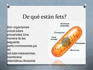 Milena i bouziane les moneres | PPT