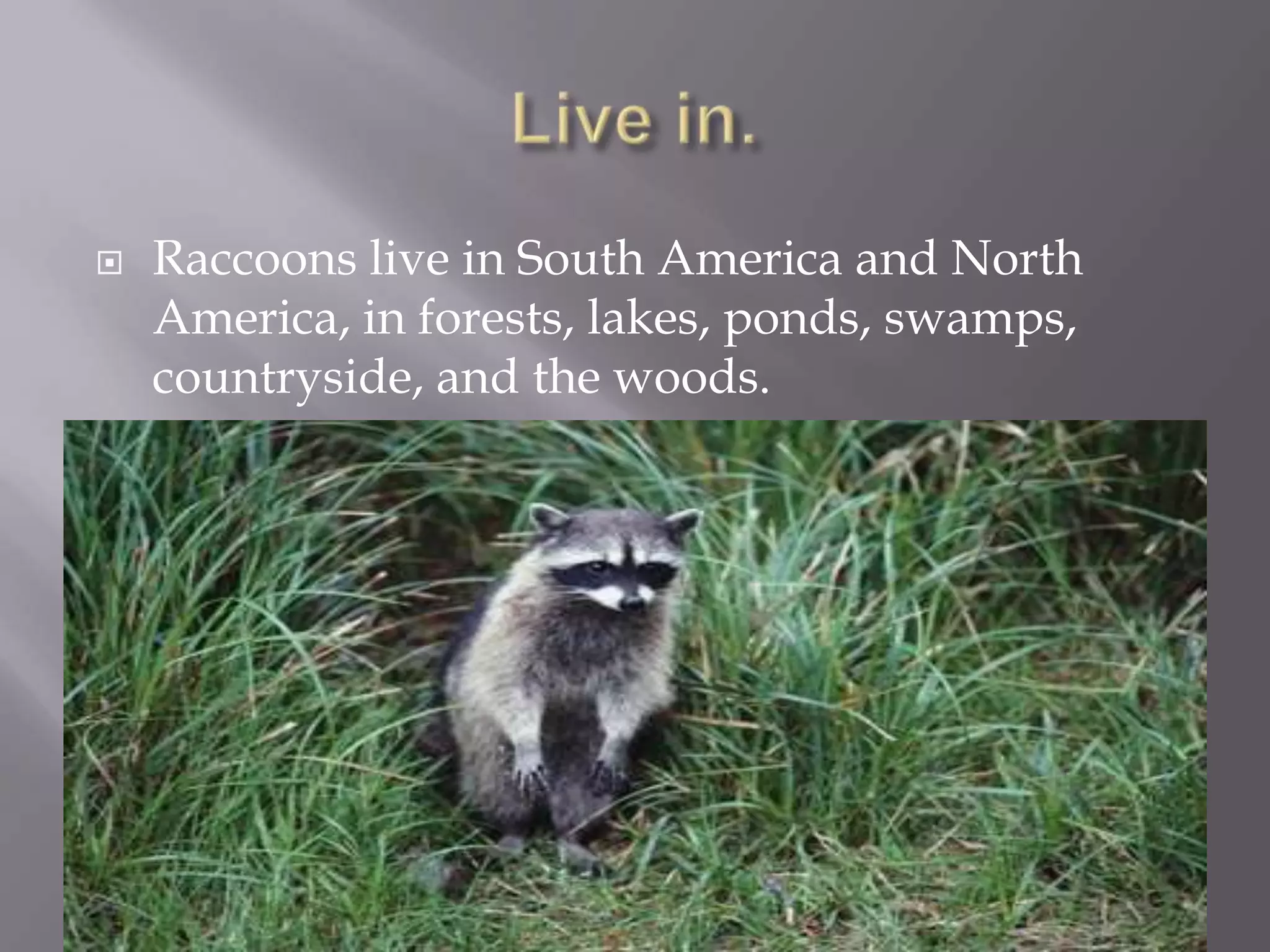 Raccoons | PPTX