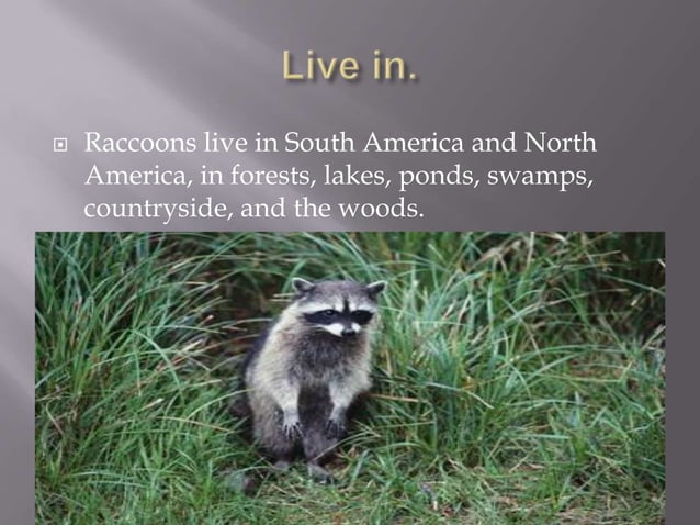 Raccoons | PPTX