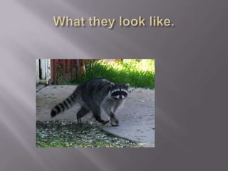 Raccoons | PPTX