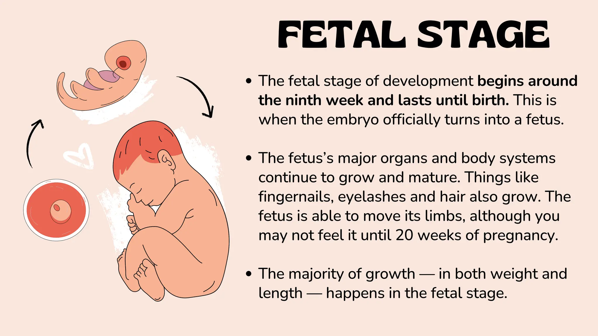 MILESTONE- OF - FETAL - DEVELOPMENT. PPT | PDF