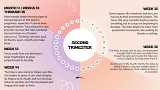MILESTONE- OF - FETAL - DEVELOPMENT. PPT | PDF