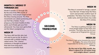 MILESTONE- OF - FETAL - DEVELOPMENT. PPT | PDF