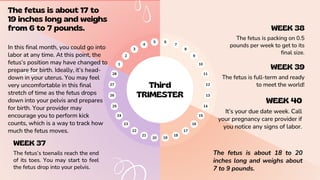 MILESTONE- OF - FETAL - DEVELOPMENT. PPT | PDF